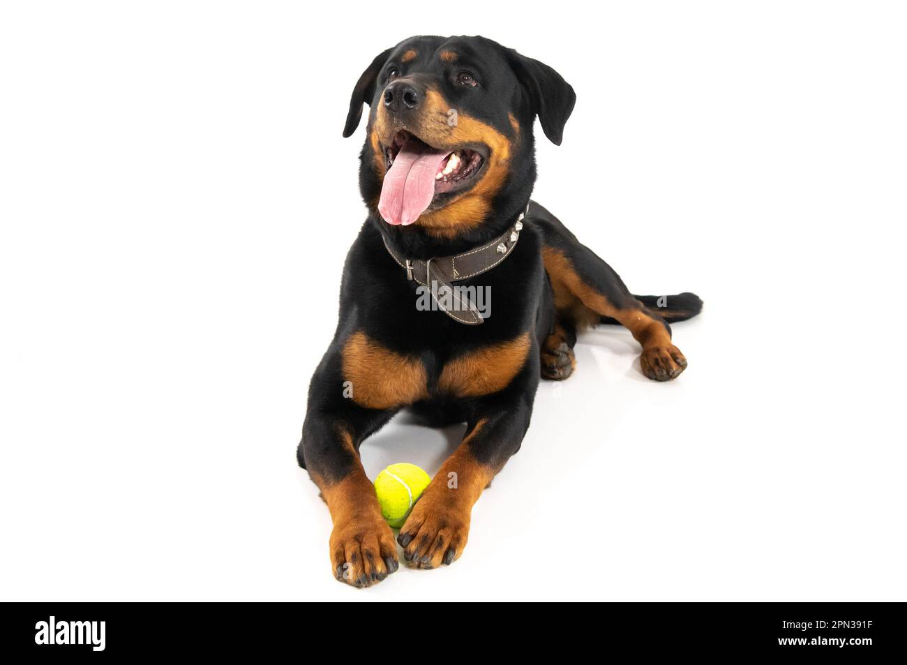 Rockweiler Photography