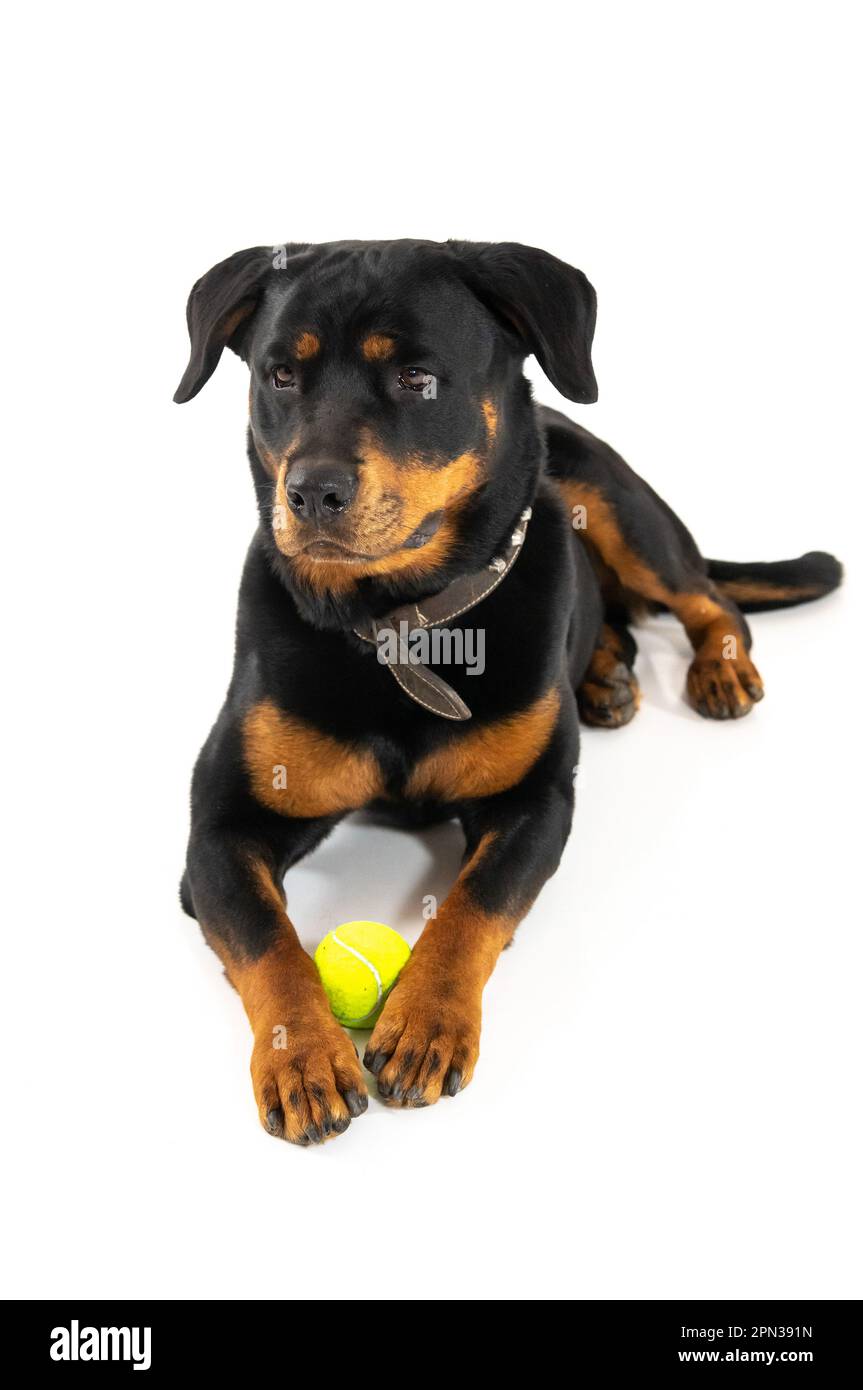 Milan Italy 15/04/2023 : Rottweiler, German dog breed, studio photo ...
