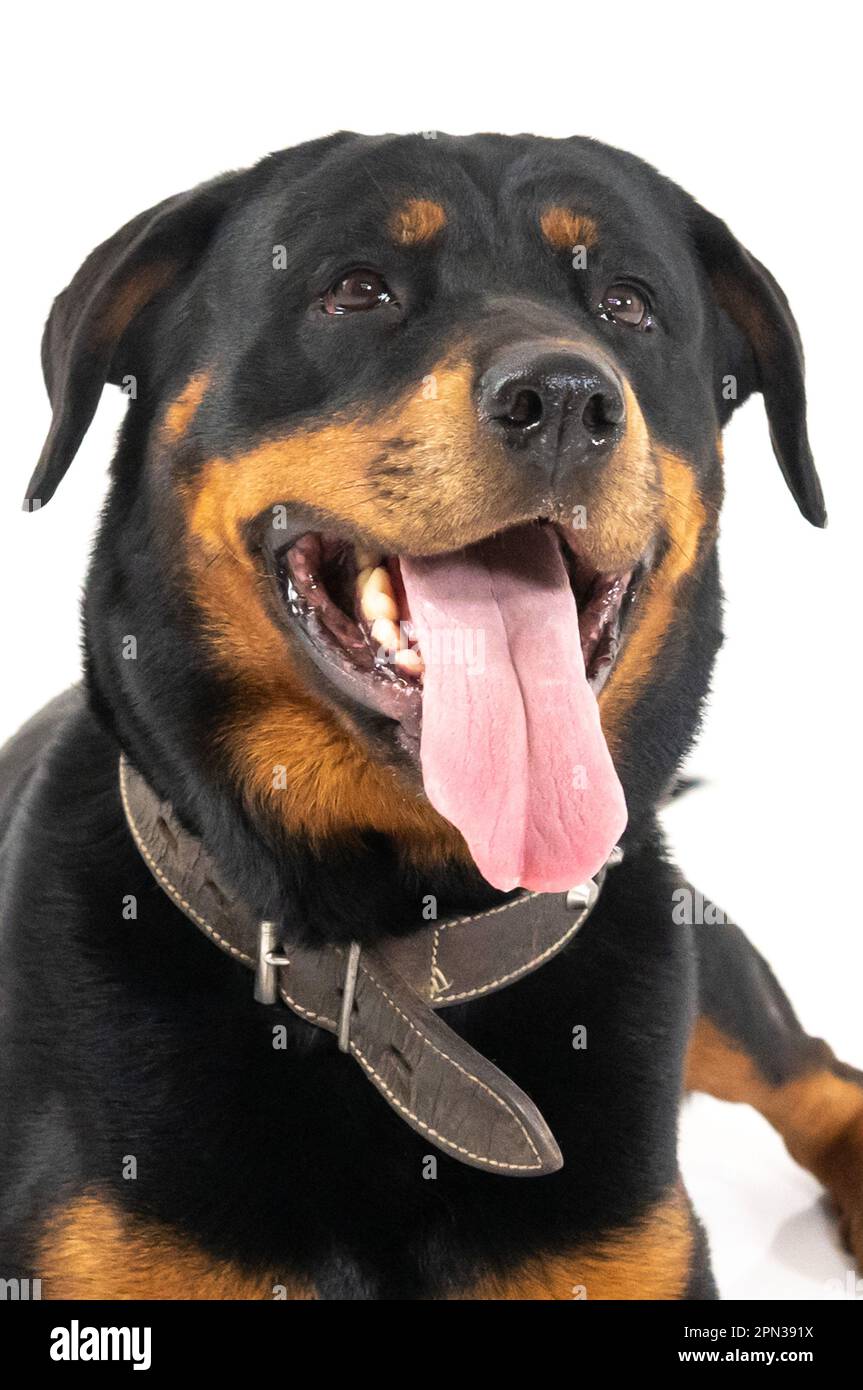 Milan Italy 15/04/2023 : Rottweiler, German dog breed, studio photo ...
