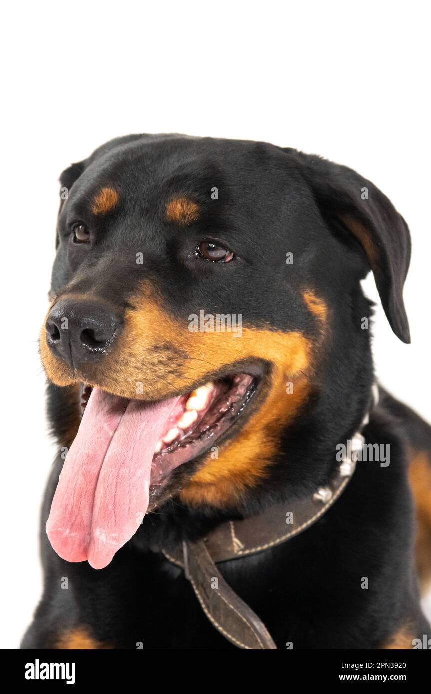 Milan Italy 15/04/2023 : Rottweiler, German dog breed, studio photo ...