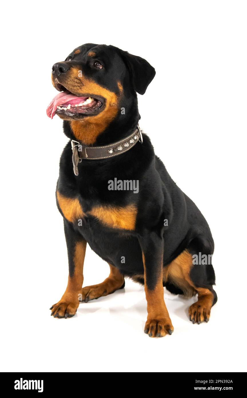 Milan Italy 15/04/2023 : Rottweiler, German dog breed, studio photo ...