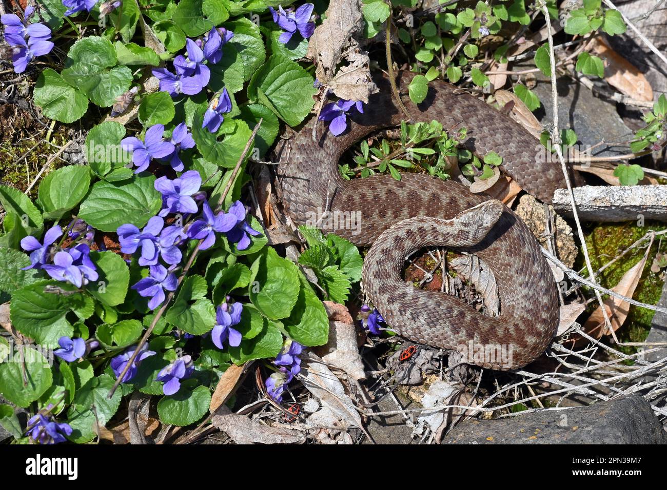 Svatobor, Czech Republic. 16th Apr, 2023. Viper berus (common European ...
