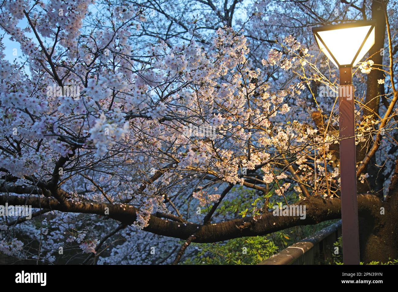 Meguro river tokyo hi-res stock photography and images - Alamy