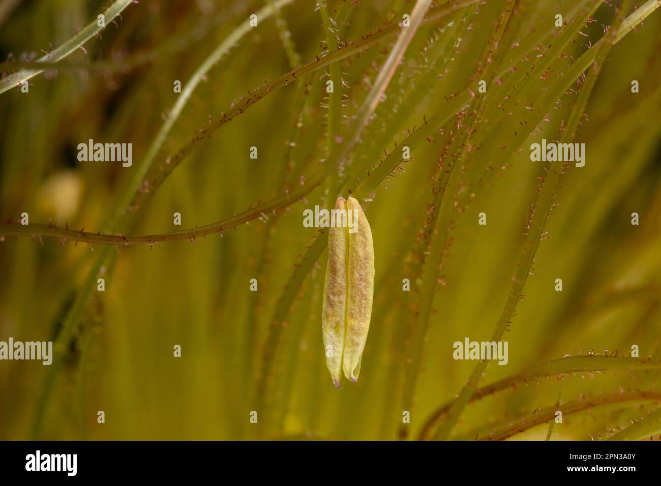 Corn pollen and silk on ear of corn. Pollination, grain farming and ...