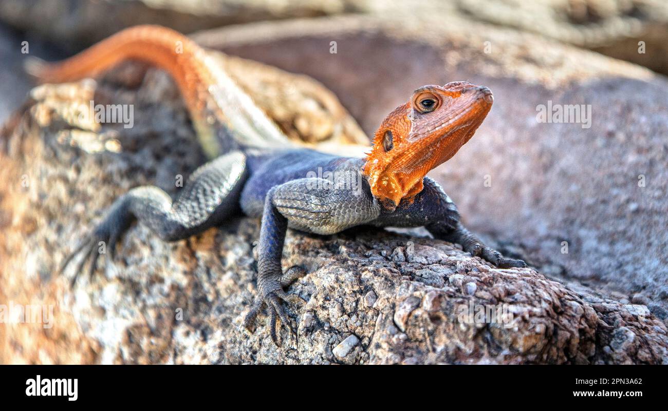 Male red headed agama on rocks showing blue body and orange, red head ...