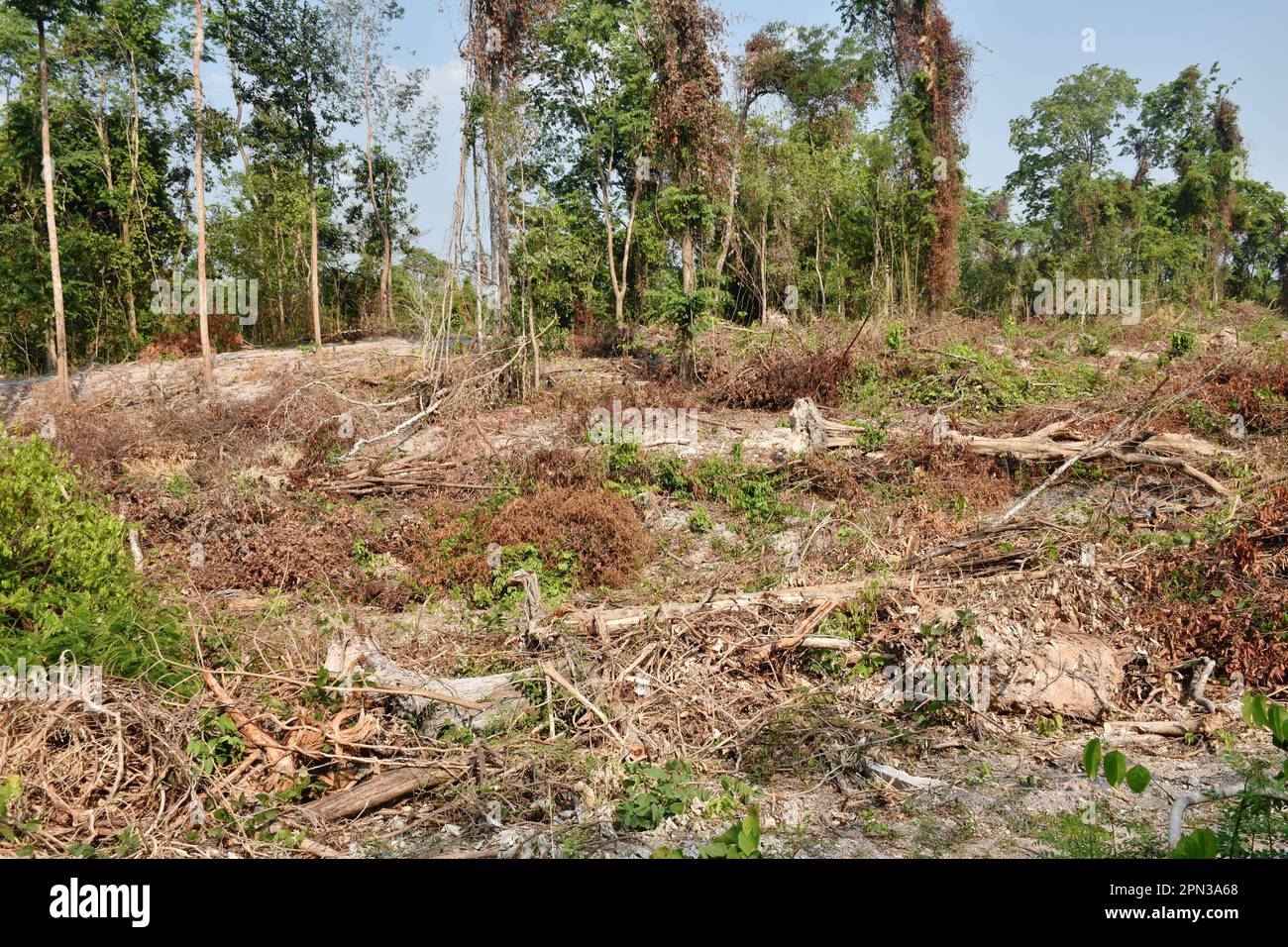 timber and wood cutting on ground deforestation problem of the world ...