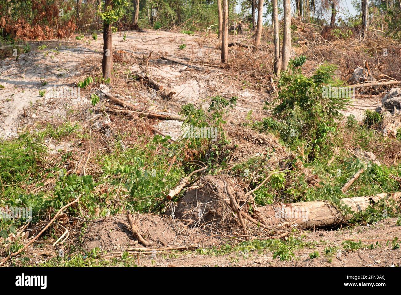 timber and wood cutting on ground deforestation problem of the world ...
