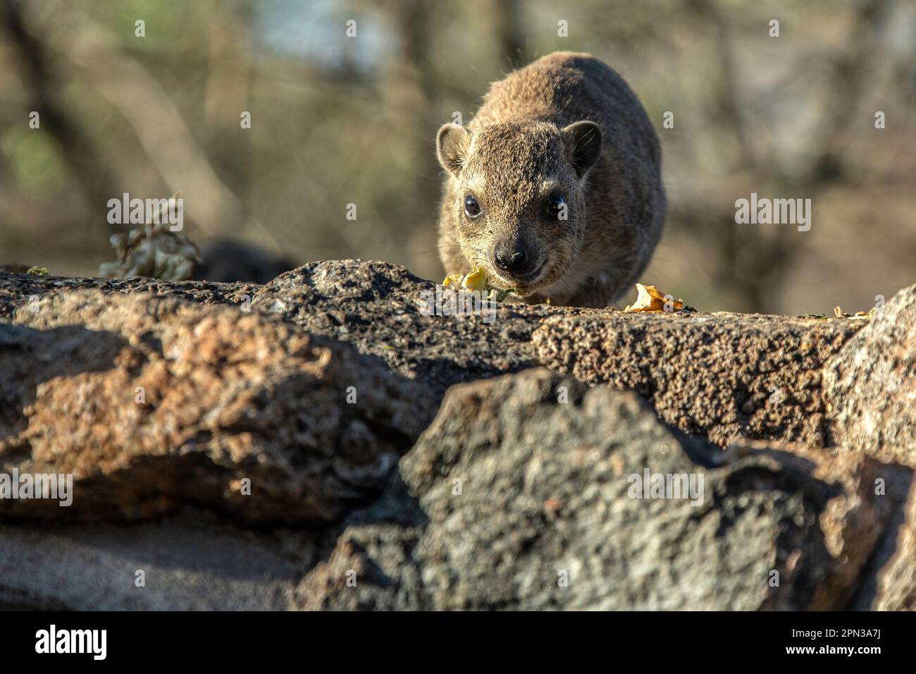 Front view of Rock Hyrax sitting, looking down; on rocks Stock Photo ...