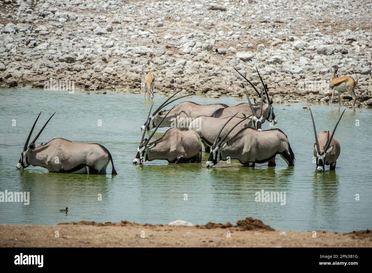 Chest height hi-res stock photography and images - Alamy