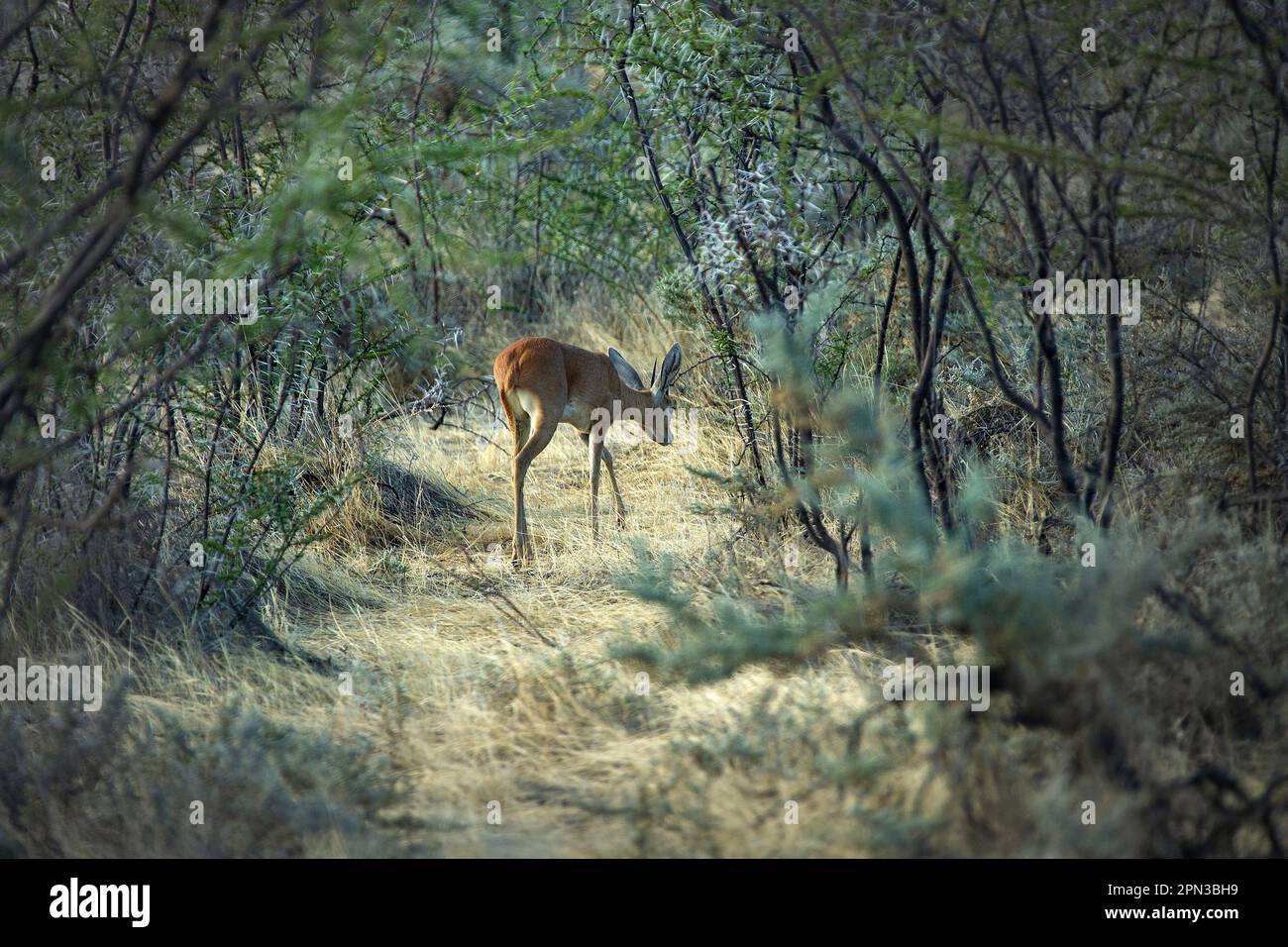 Through the namibian bush hi-res stock photography and images - Alamy