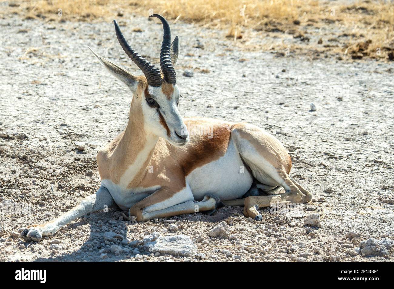 Male, horned Springbok, alert but laying down on the parched savannah ...