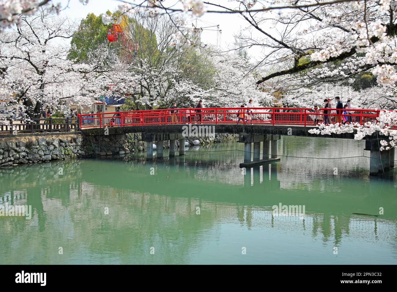Bridge japan cherry hi-res stock photography and images - Alamy