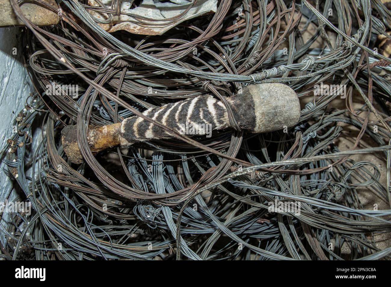 A pile of wire traps that had been used for poaching, some with animal ...