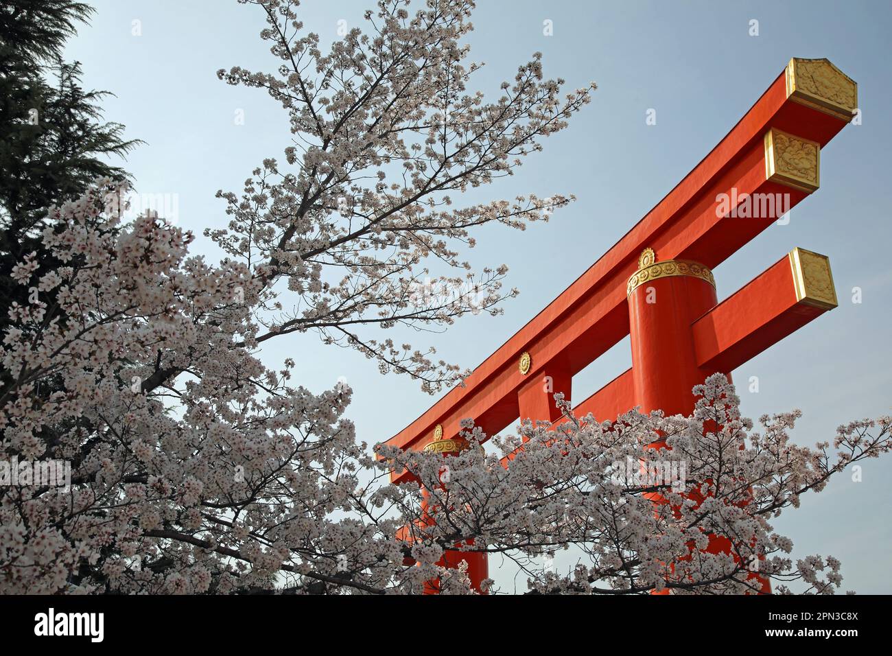 Heian shrine kyoto sakura hi-res stock photography and images - Alamy