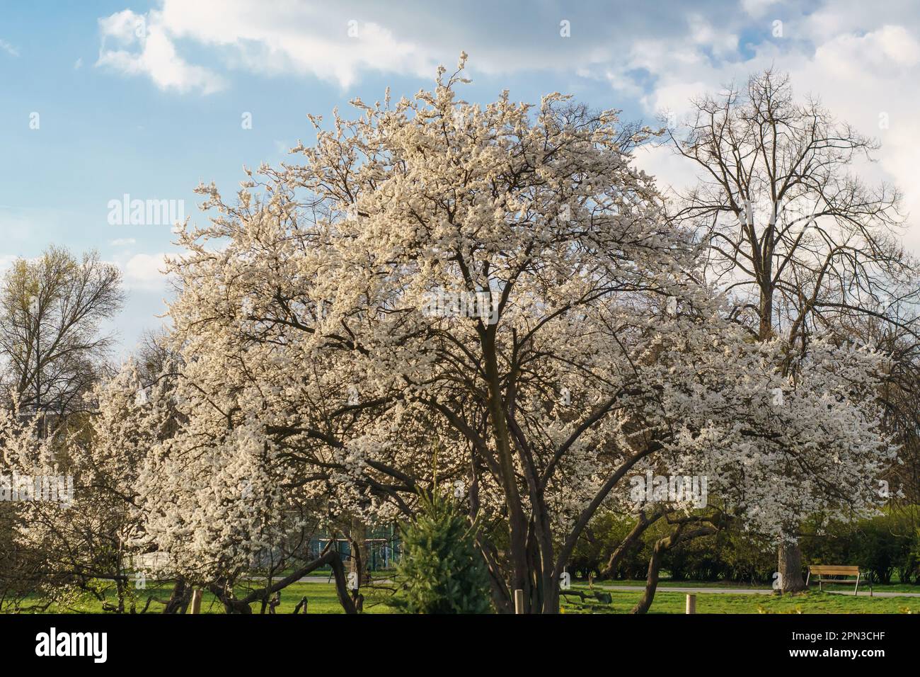 a blooming tree in a park Stock Photo - Alamy