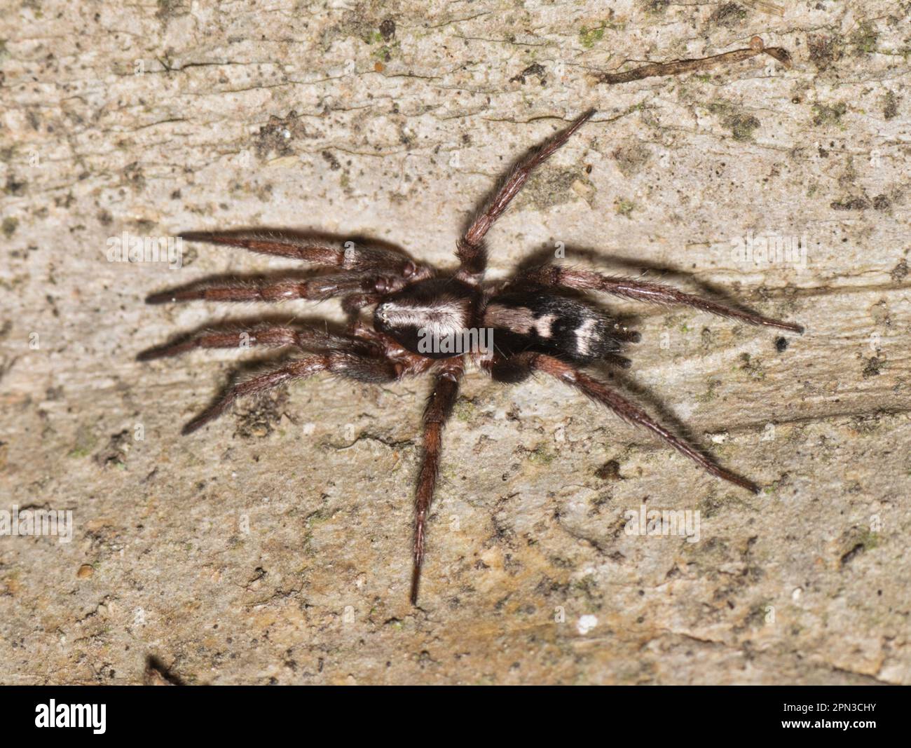 Eastern Parson Spider