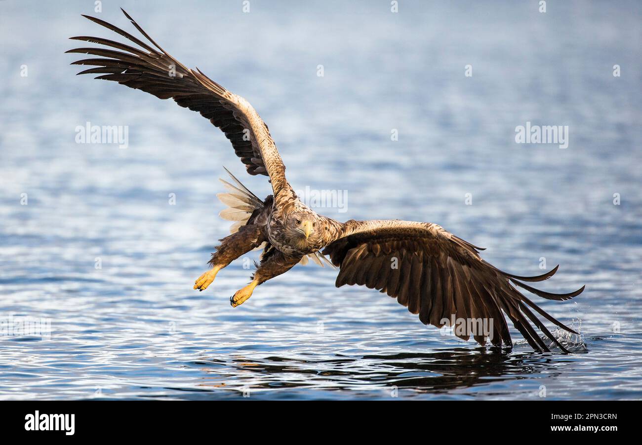 White Tailed Eagle in flight, wing touches the water Stock Photo - Alamy