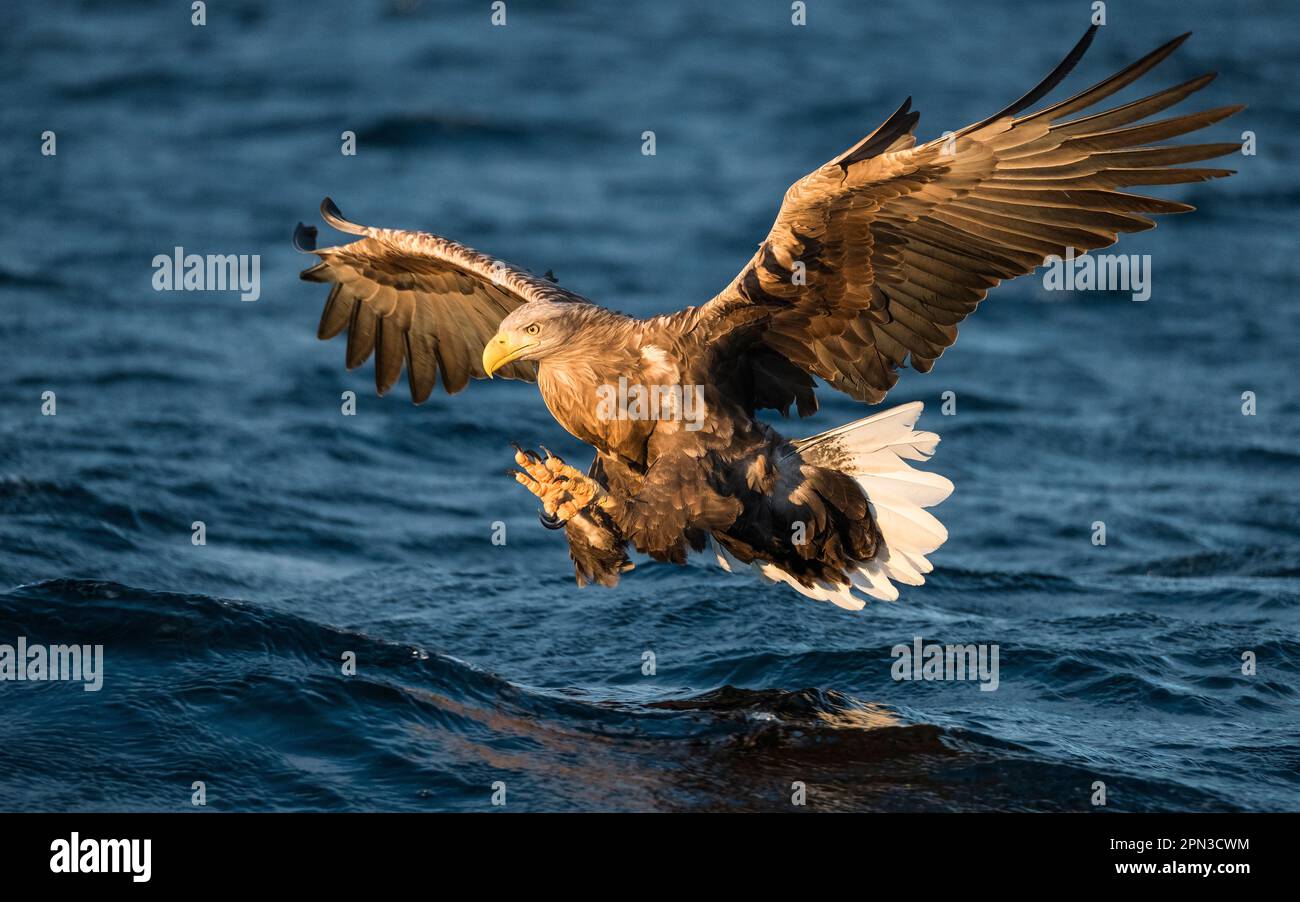 Showing talons hi-res stock photography and images - Alamy