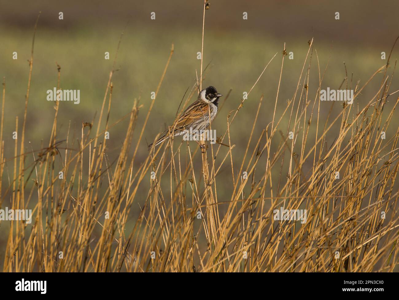 Reed bunting captured on the canon r5 hi-res stock photography and ...