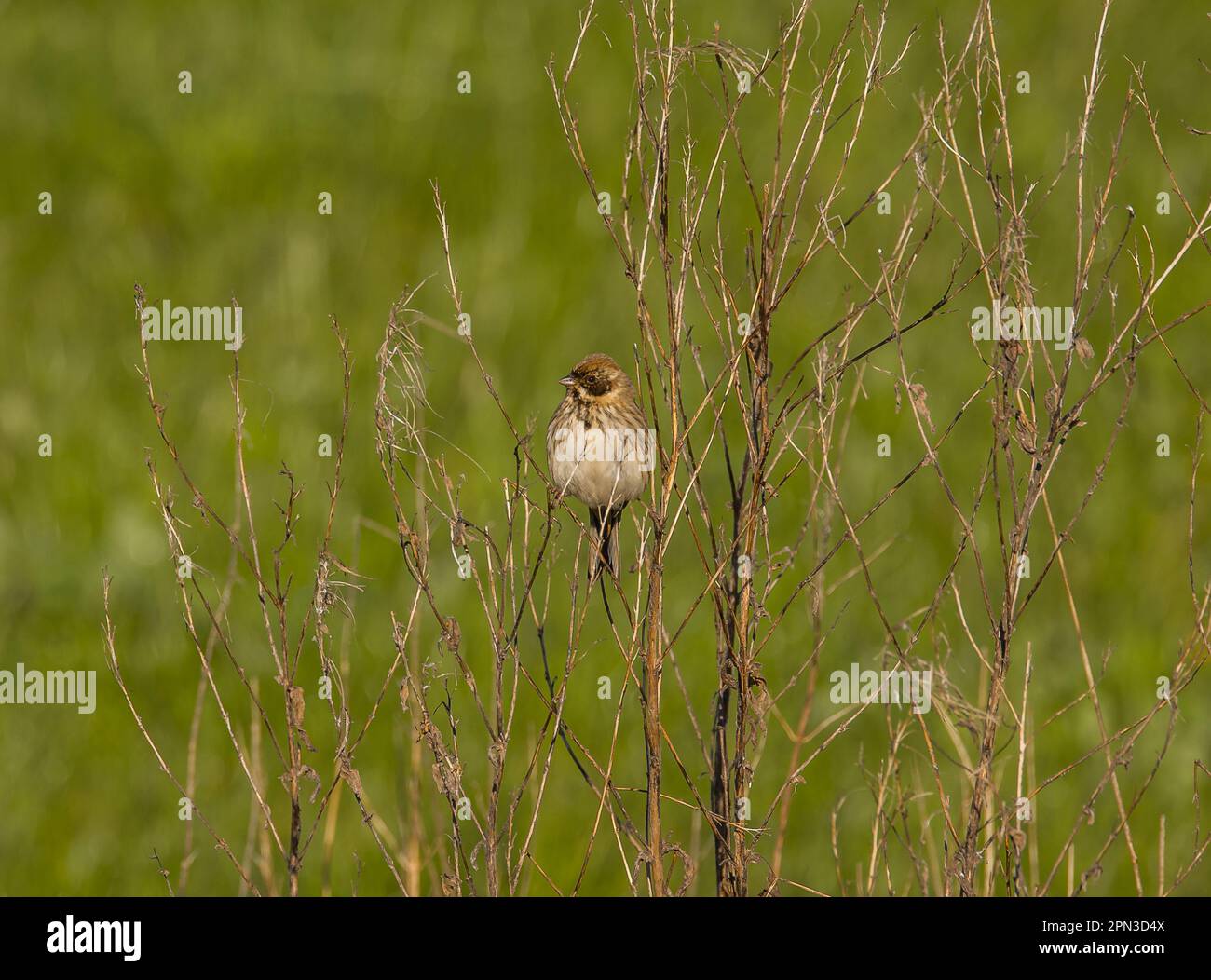 Reed bunting captured on the canon r5 hi-res stock photography and ...