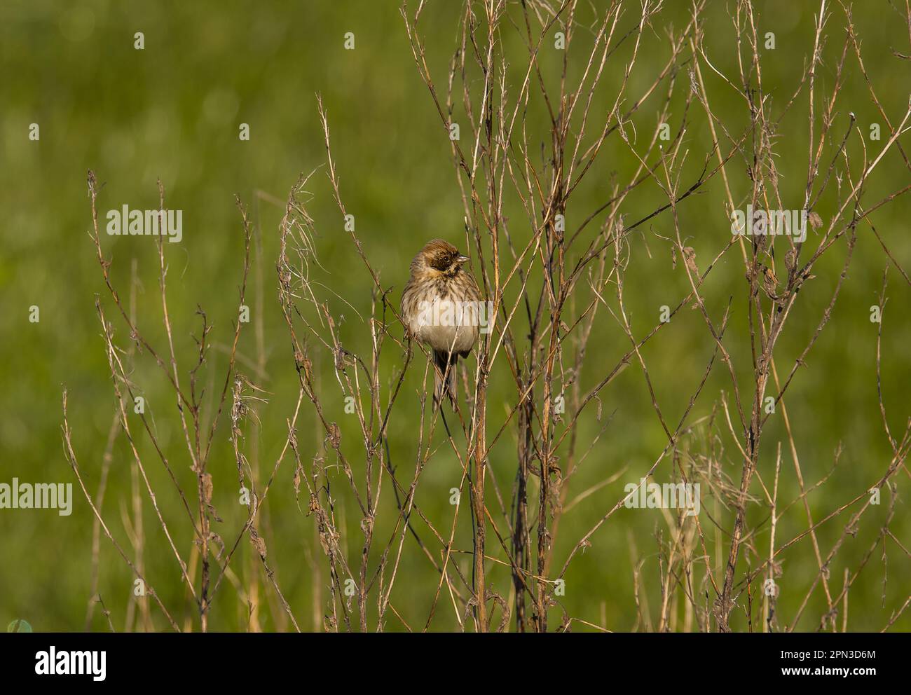 Reed bunting captured on the canon r5 hi-res stock photography and ...
