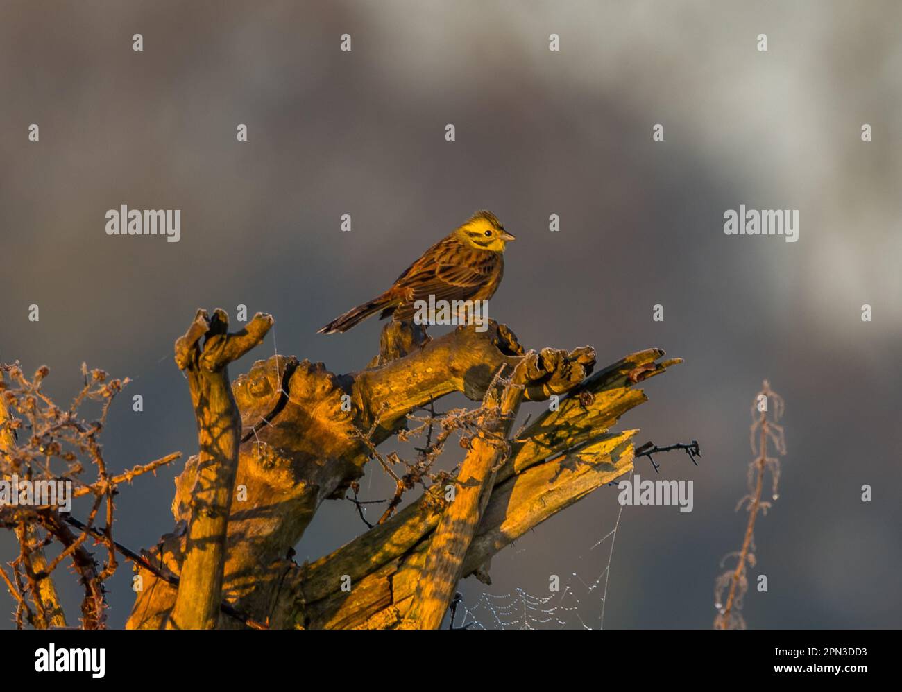 Yellowhammer captured on canon r5 hi-res stock photography and images ...