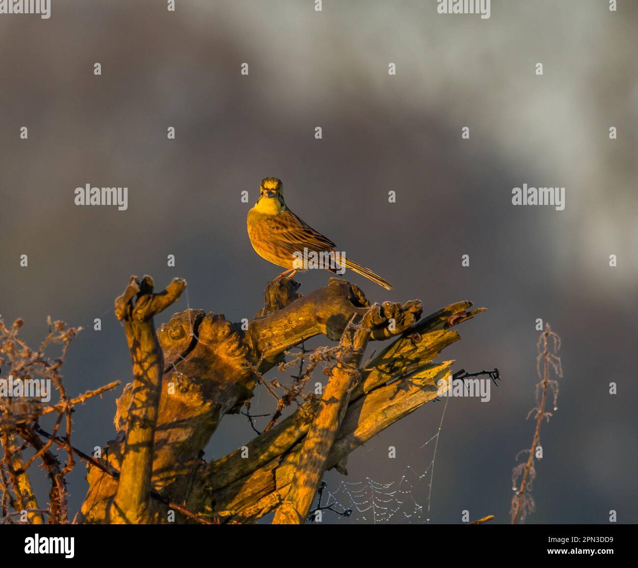 Yellowhammer captured in morning light hi-res stock photography and ...