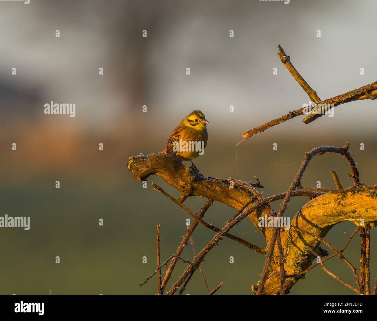 Yellowhammer captured in morning light hi-res stock photography and ...
