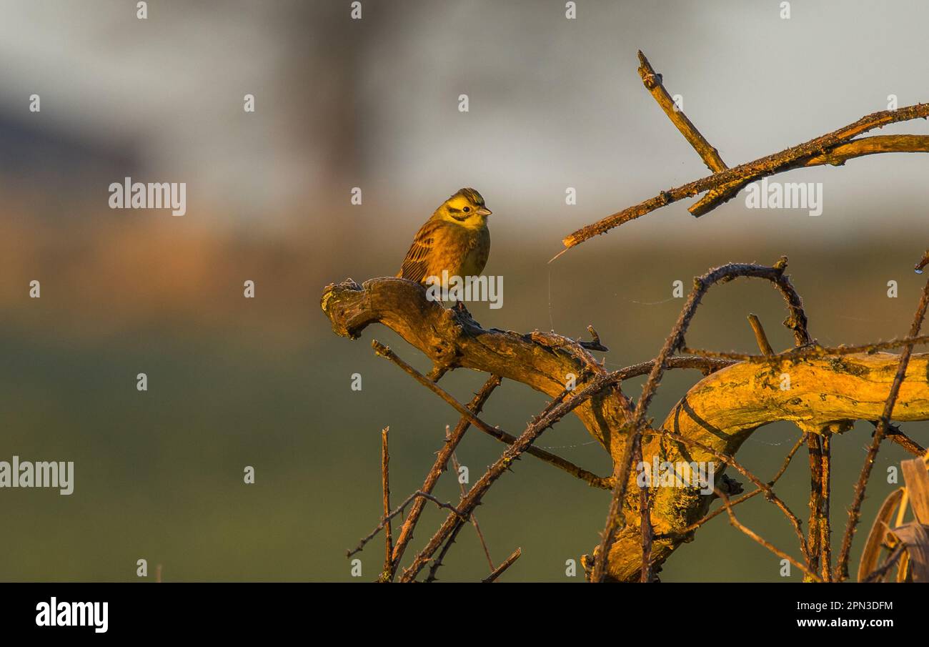 Yellowhammer captured in morning light hi-res stock photography and ...