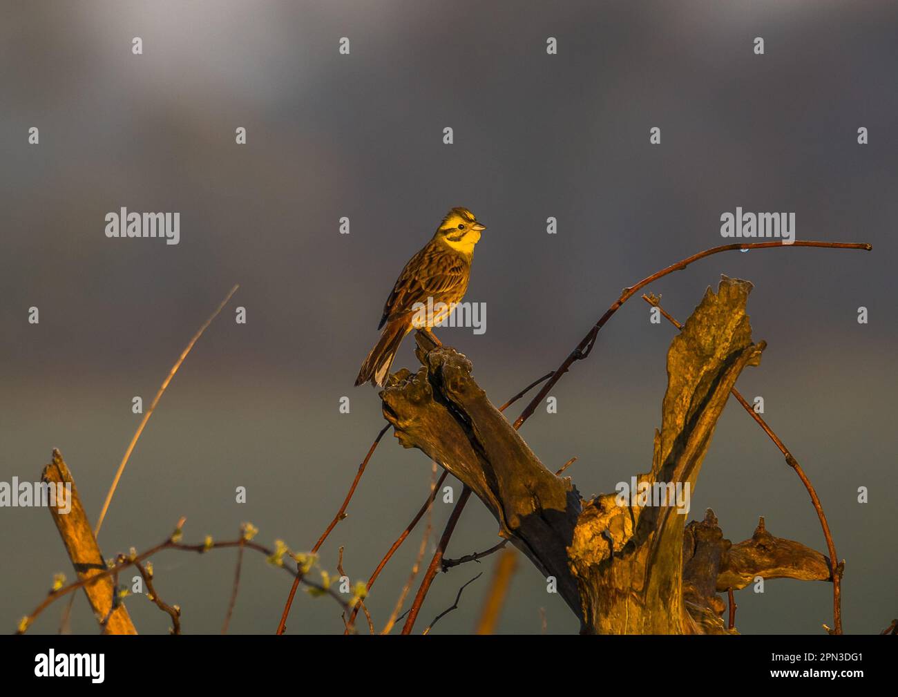 Yellowhammer female male hi-res stock photography and images - Alamy
