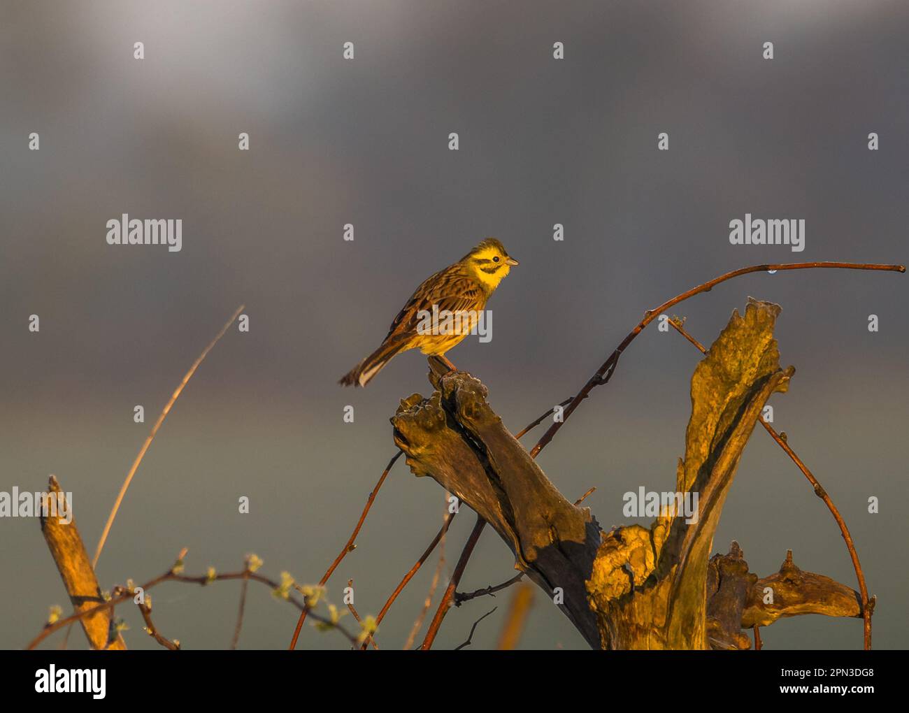 Yellowhammer captured on canon r5 hi-res stock photography and images ...