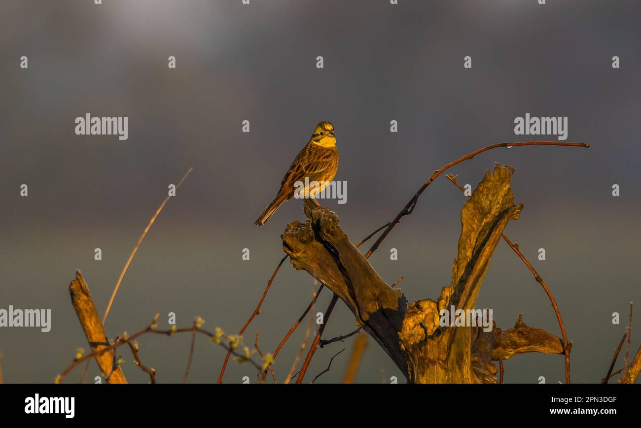 Yellowhammer captured in morning light hi-res stock photography and ...