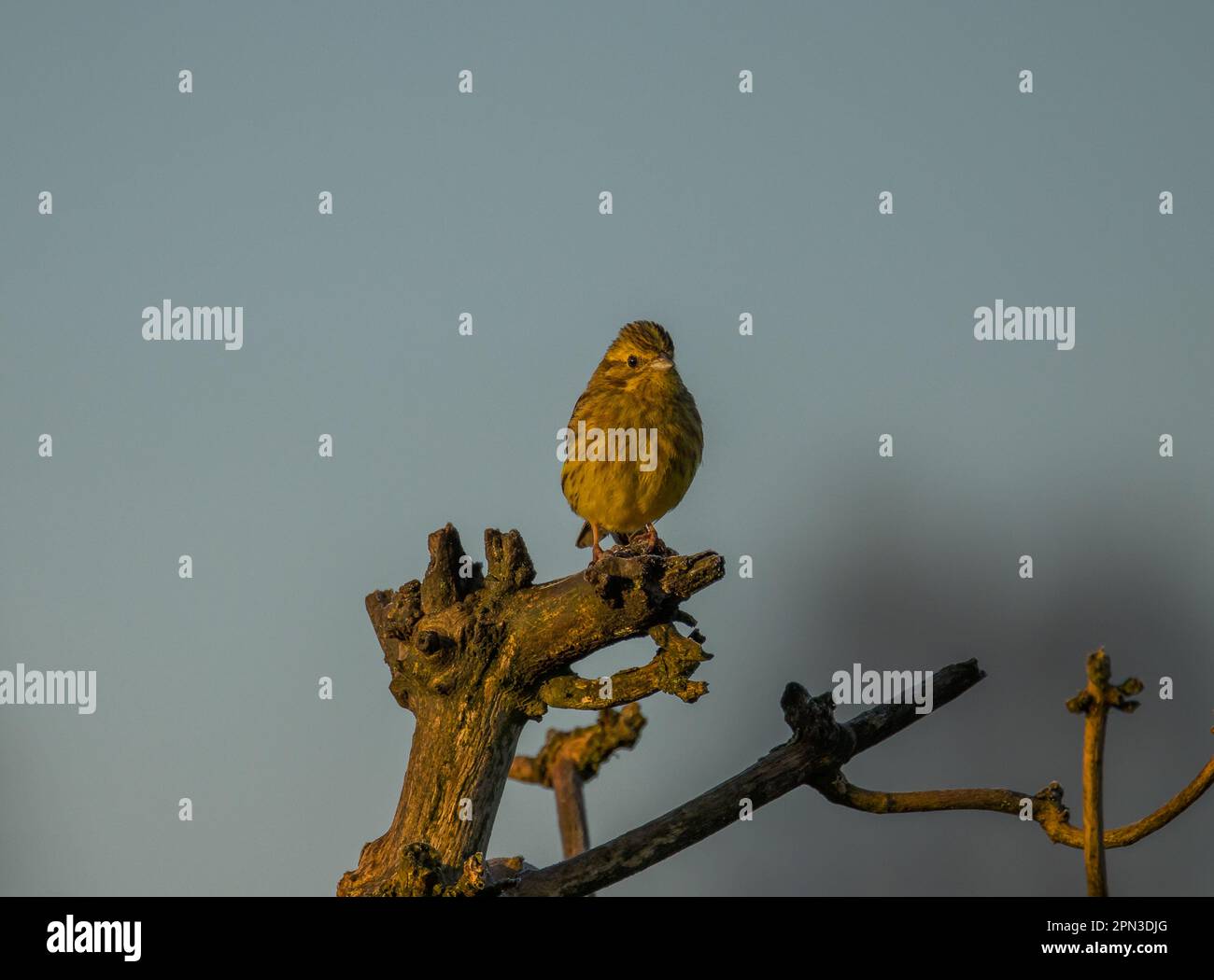 Yellowhammer captured in morning light hi-res stock photography and ...