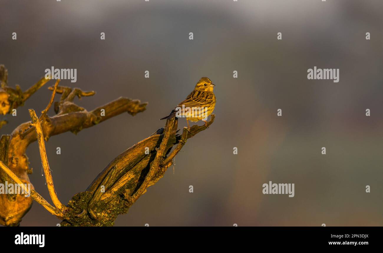 Yellowhammer captured in morning light hi-res stock photography and ...