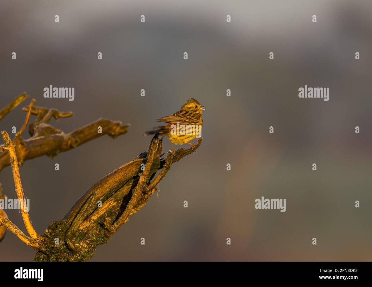 Yellowhammer captured in morning light hi-res stock photography and ...
