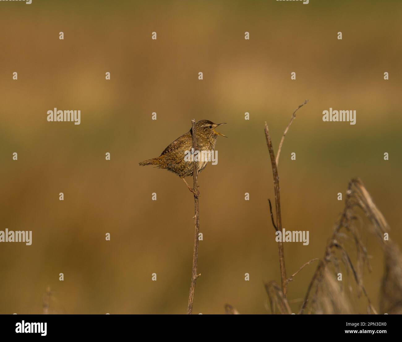 Wren captured on canon r5 hi-res stock photography and images - Alamy