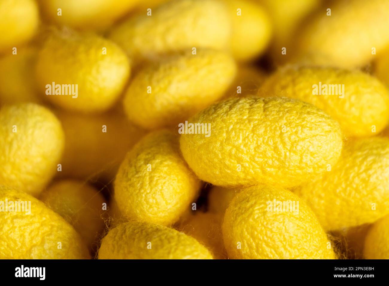 Group of silkworm in yellow cocoon stage background Stock Photo - Alamy