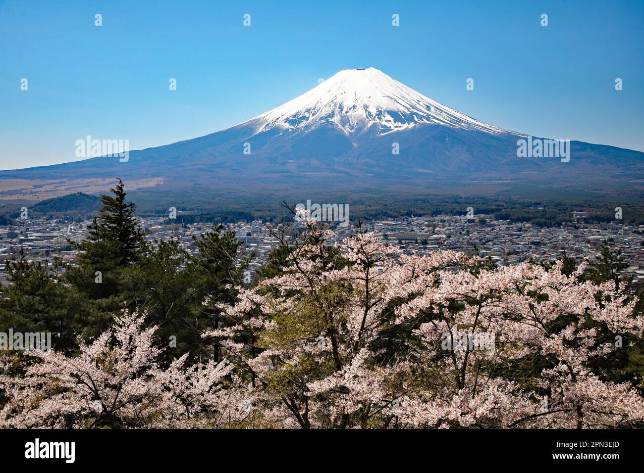 Mount Fuji And Cherry Blossom, Fujiyoshida, Yamanashi, Japan Stock ...