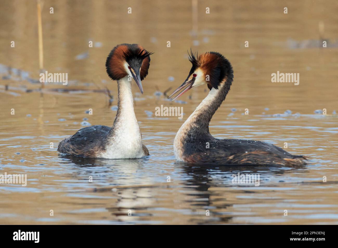 Great Crested Grebes mating ritual called the Weed dance, in the waters ...