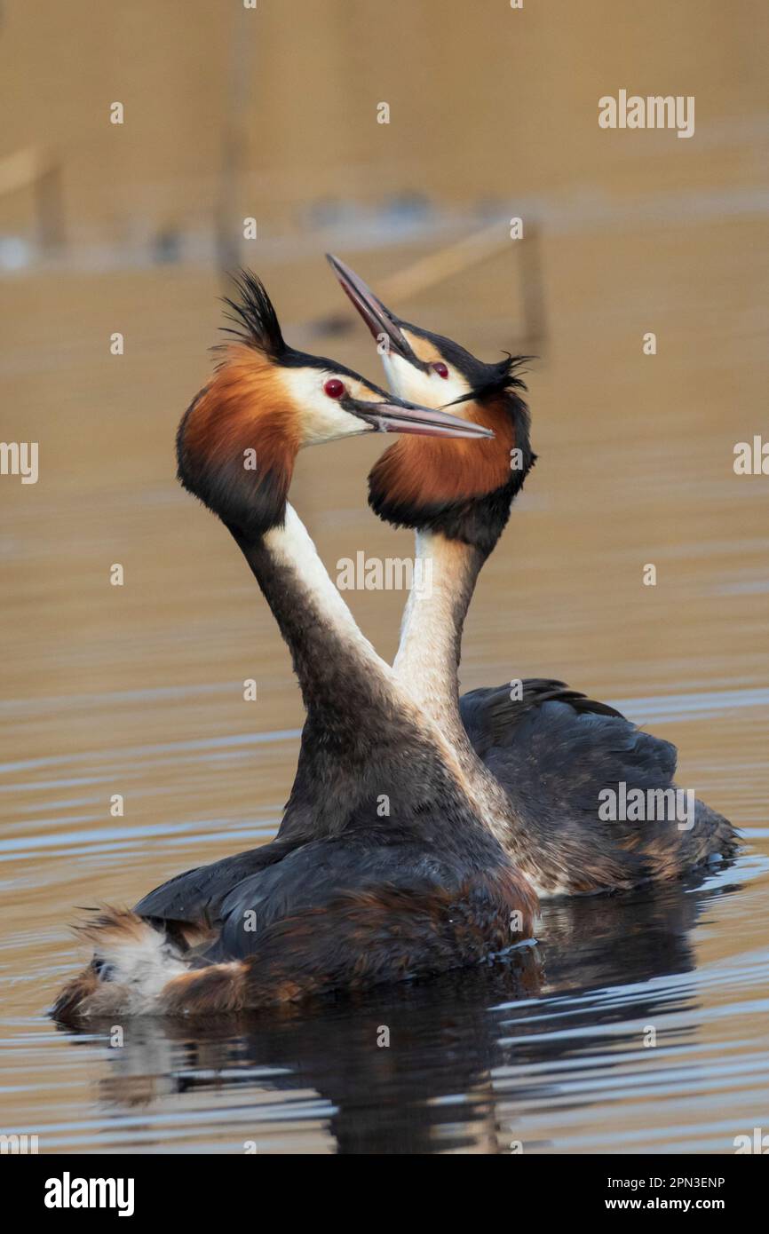 Great Crested Grebes mating ritual called the Weed dance, in the waters ...