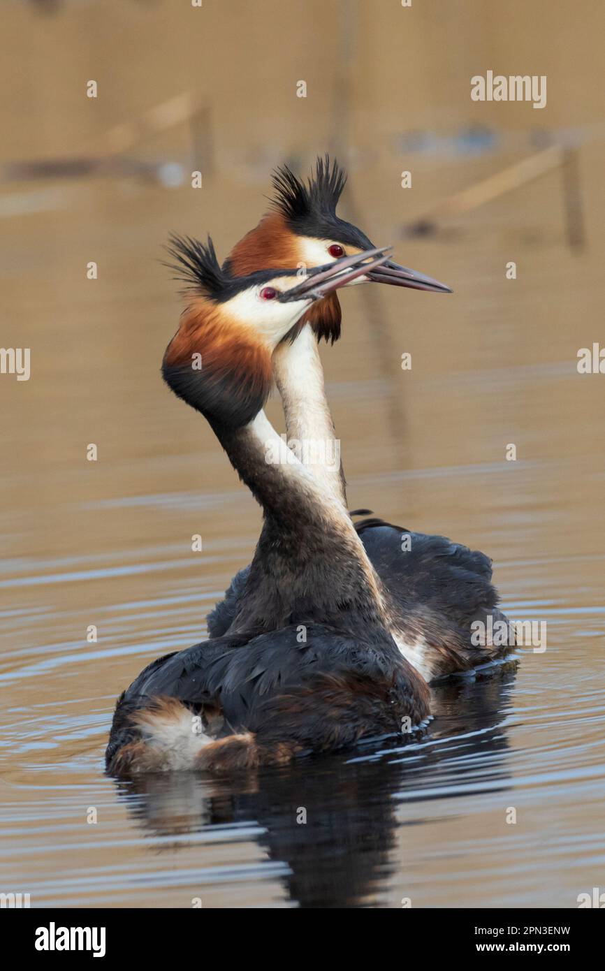 Great Crested Grebes mating ritual called the Weed dance, in the waters ...