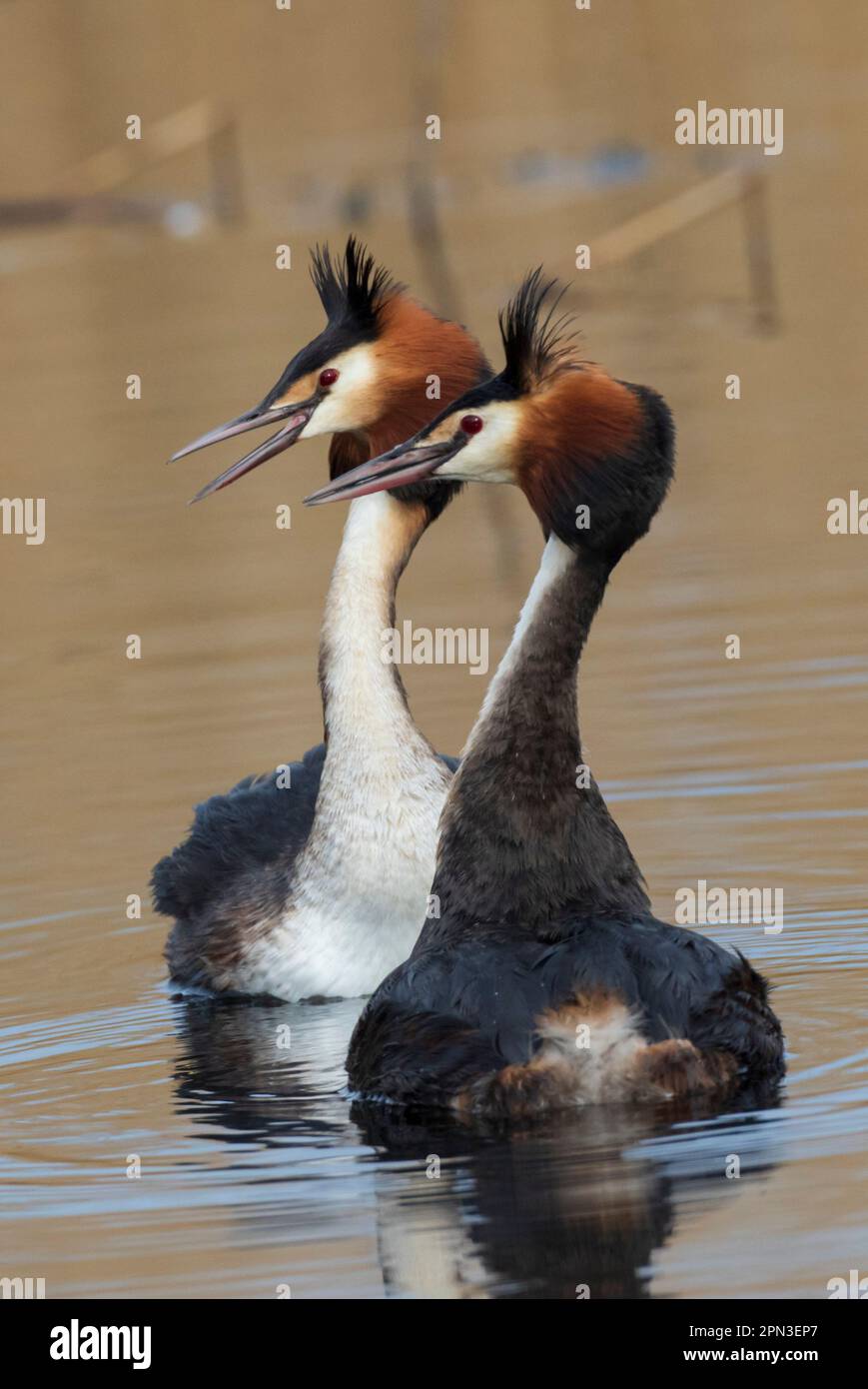 Breeding mating birds wildlife hi-res stock photography and images - Alamy