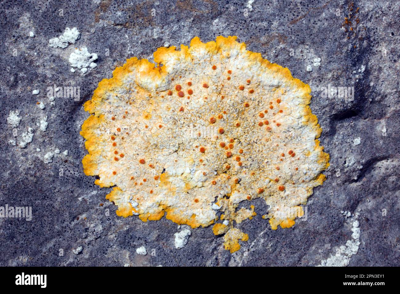 Variospora aurantia hi-res stock photography and images - Alamy