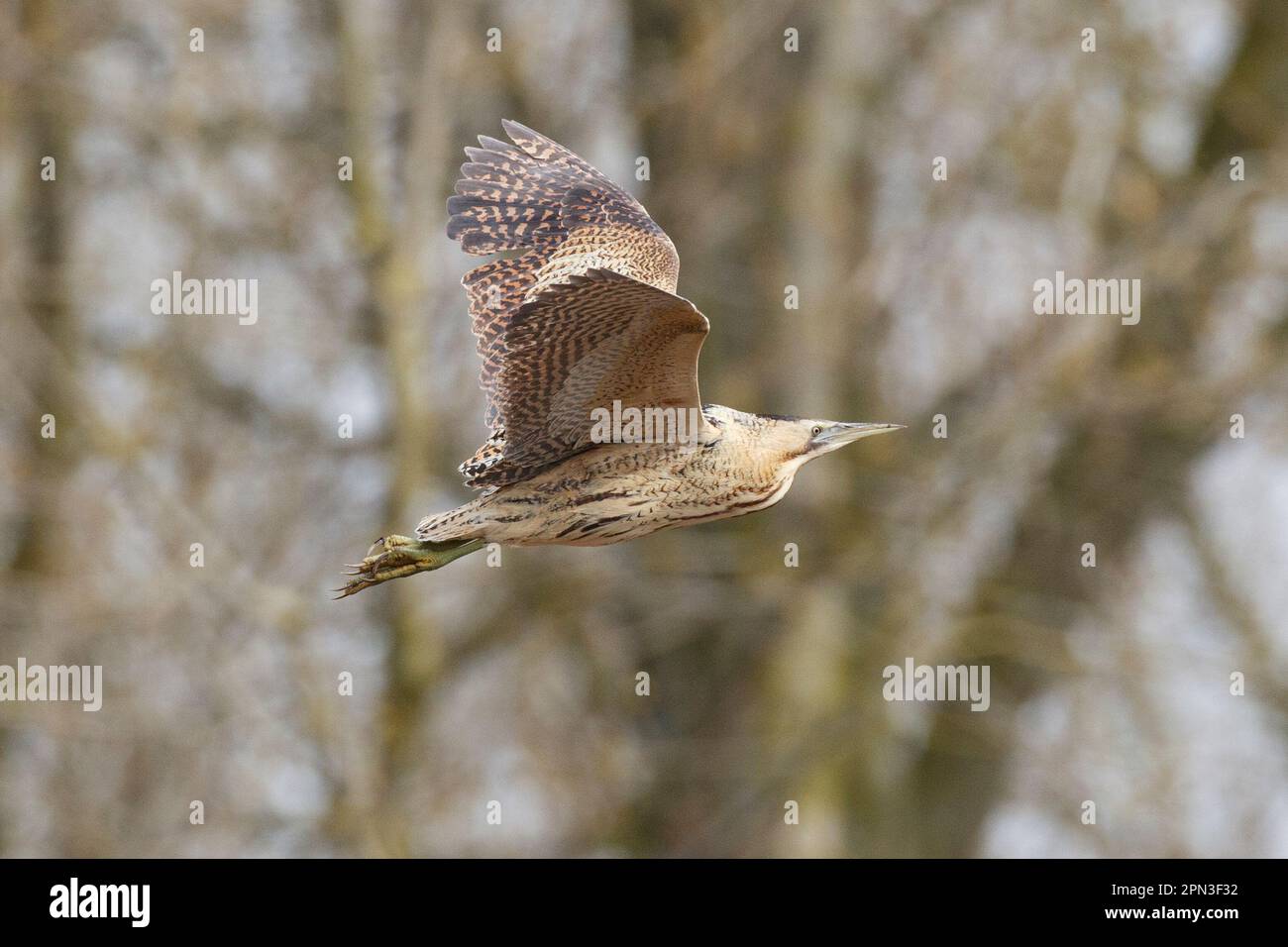 Bittern bird flying hi-res stock photography and images - Alamy