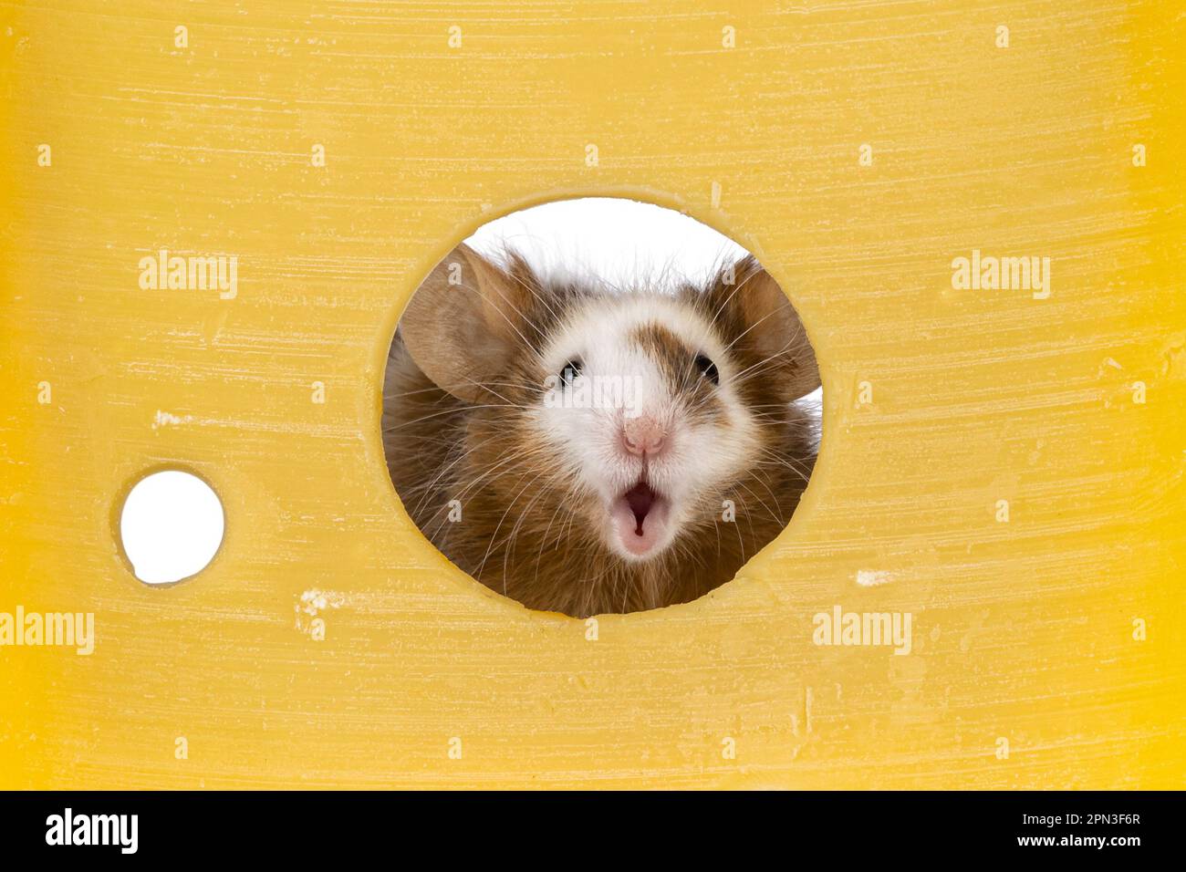 Cute mouse looking through a hole in Dutch cheese. Mouse open, looking ...