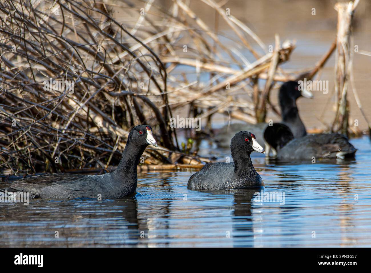 American coots (Fulica americana), swimming in a wetland near Culver ...