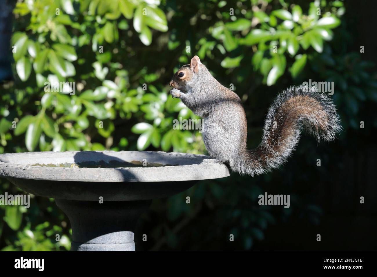 Squirrel on the bird bath hi-res stock photography and images - Alamy