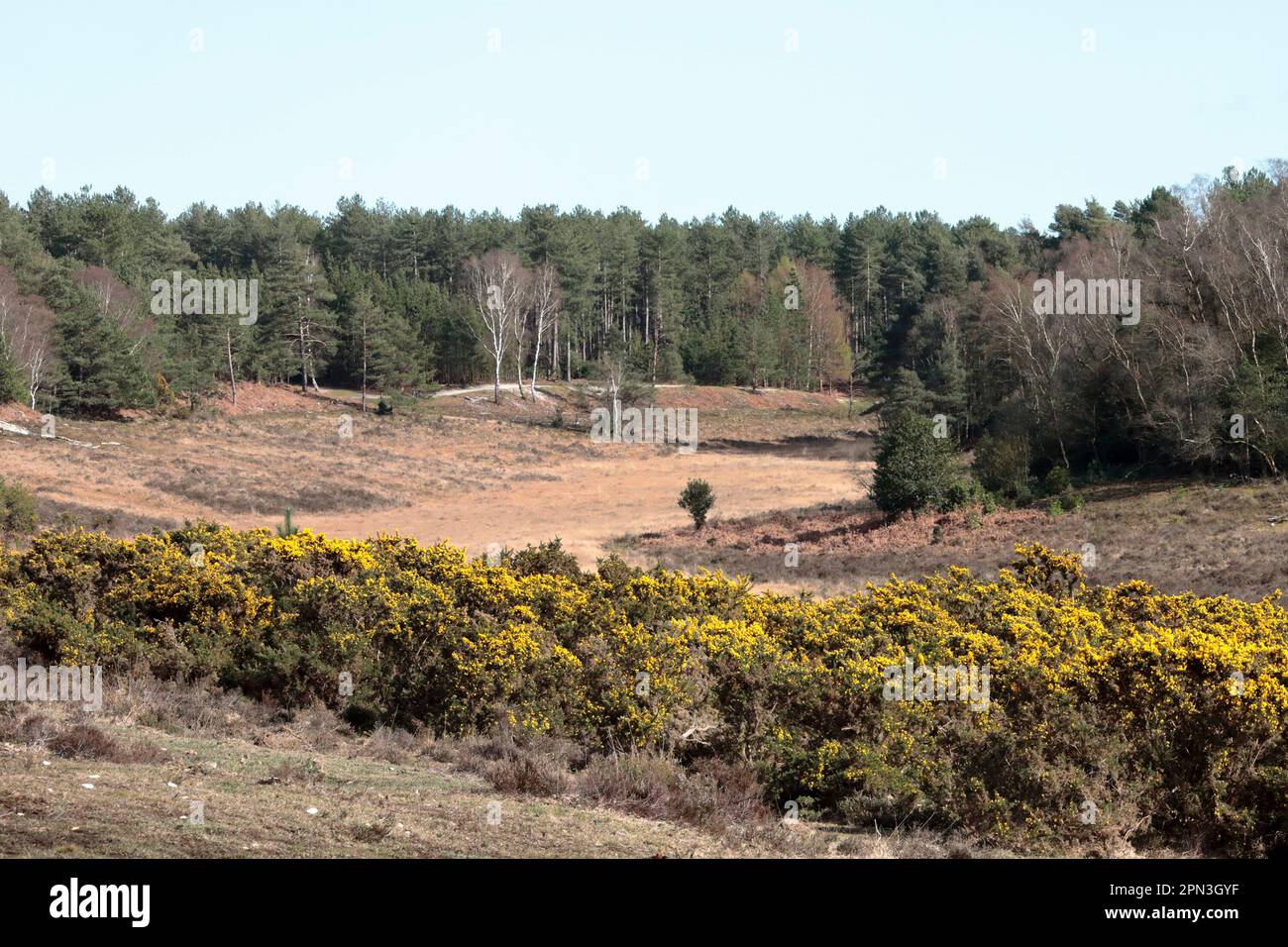 Views from the footpath at Dibden Inclosure in the New Forest with ...