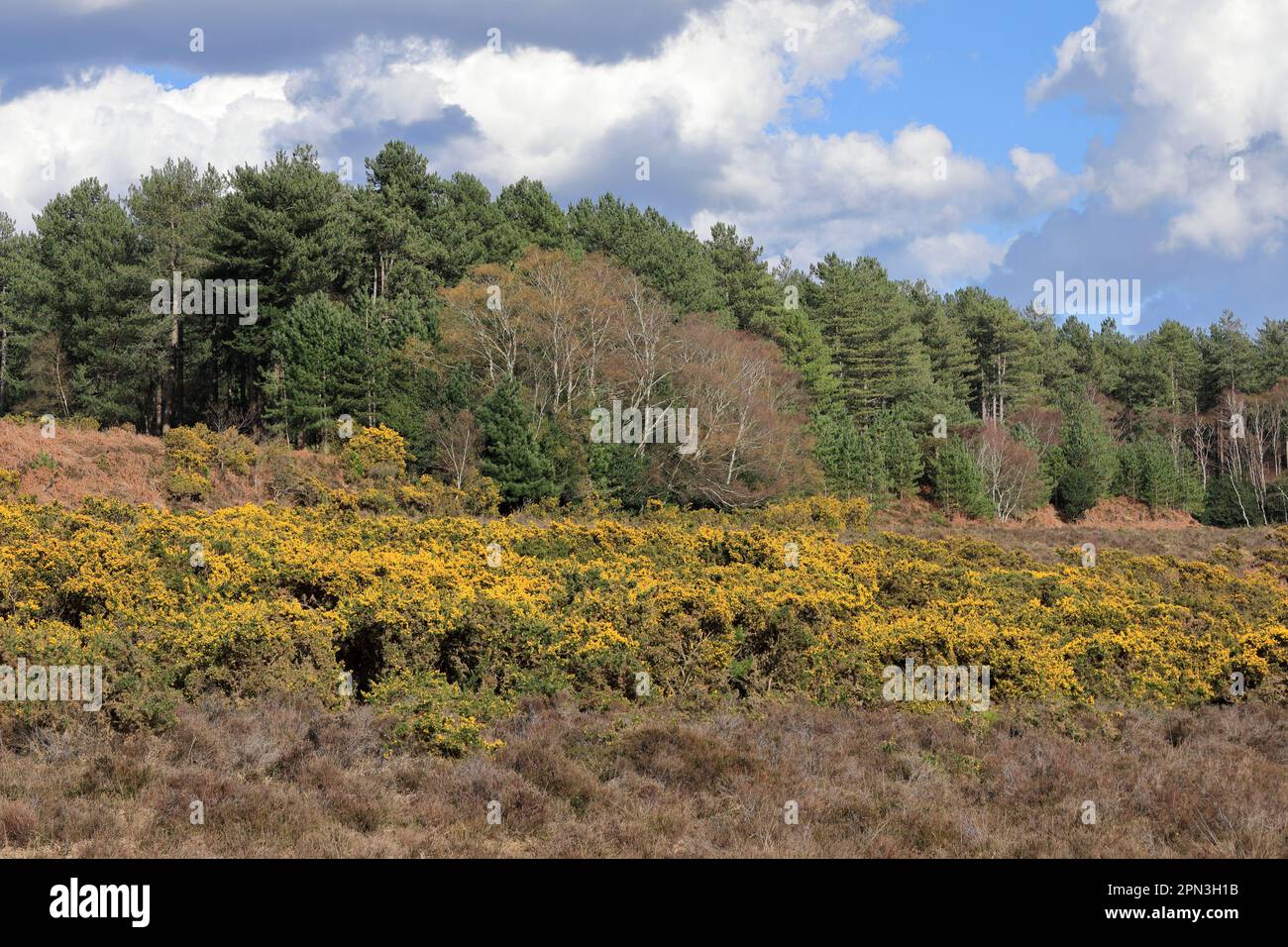 Views from the footpath at Dibden Inclosure in the New Forest with ...