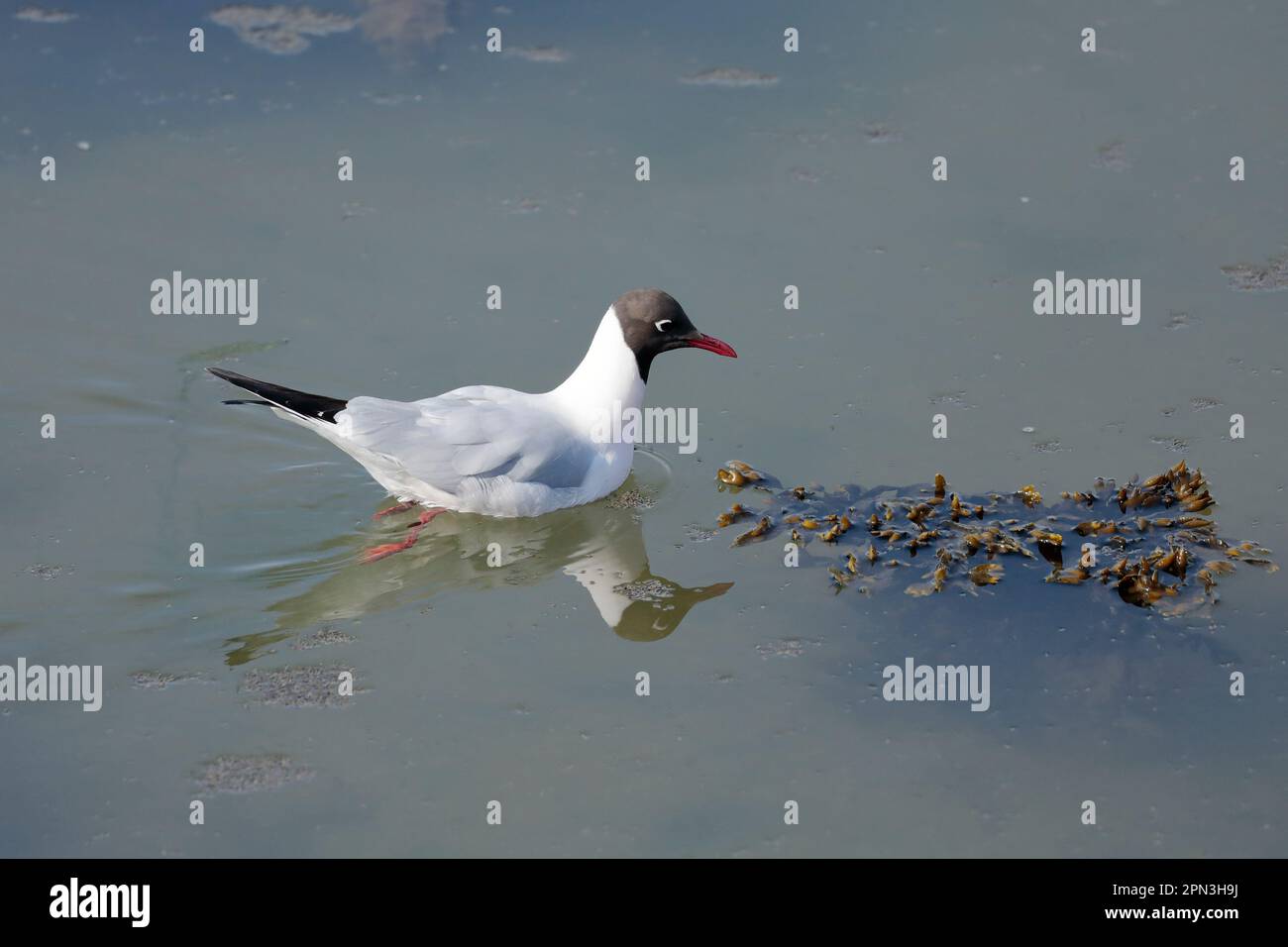 Chroicocephalus ridibundus bird hi-res stock photography and images - Alamy